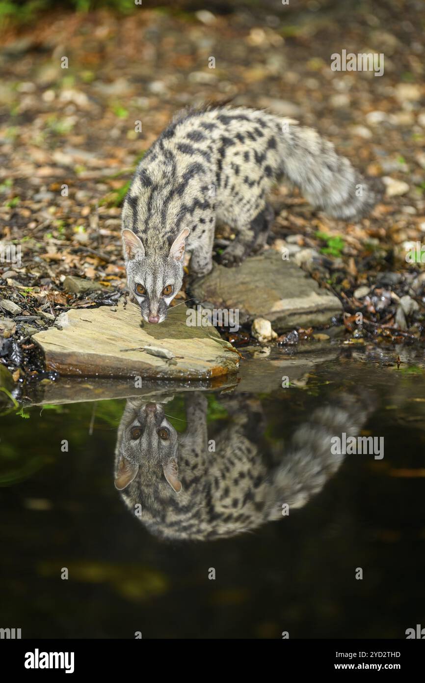 Common genet (Genetta genetta) at the shore of a lake, wildlife in a ...