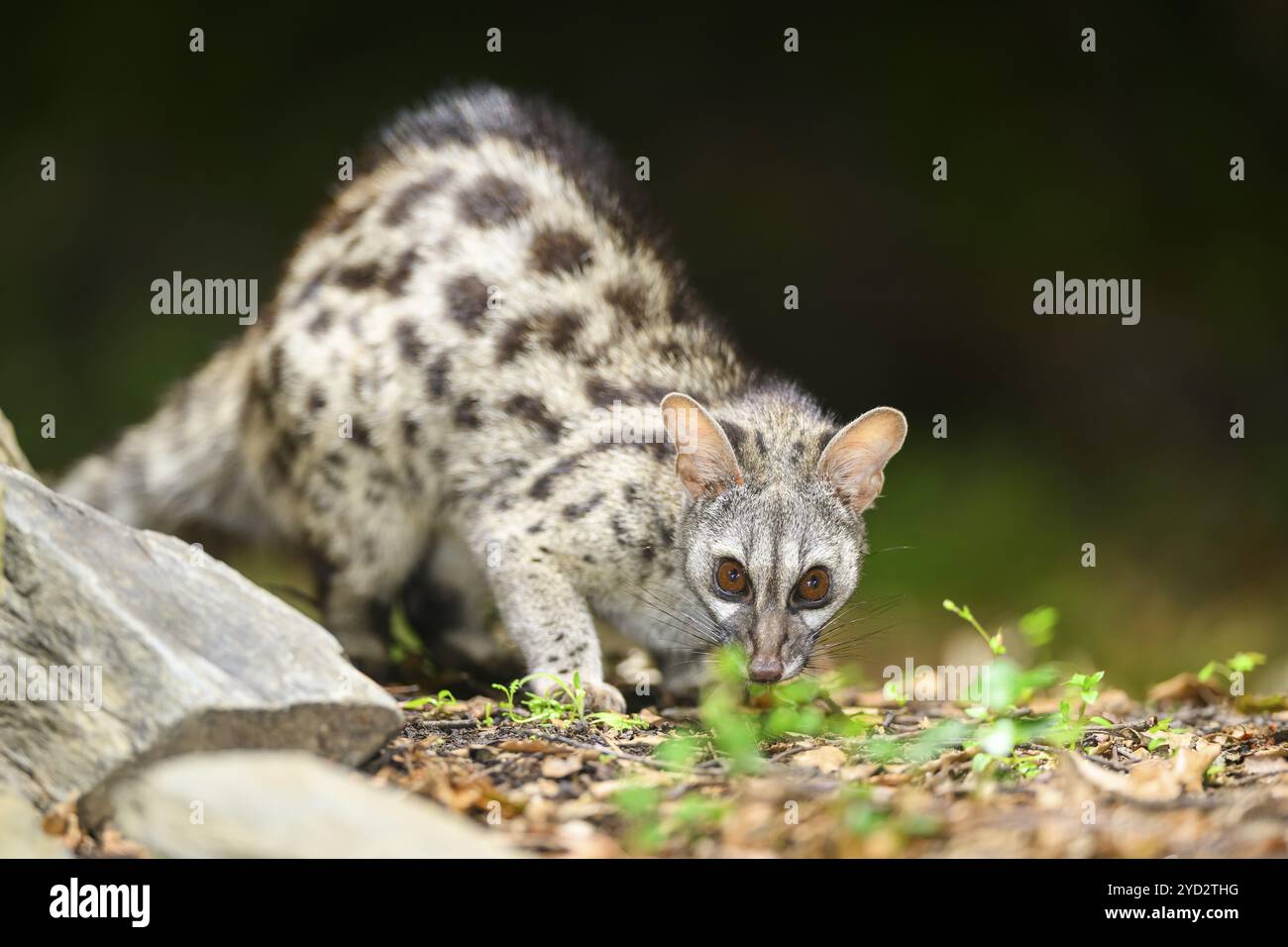 Common genet (Genetta genetta), wildlife in a forest, Montseny National ...