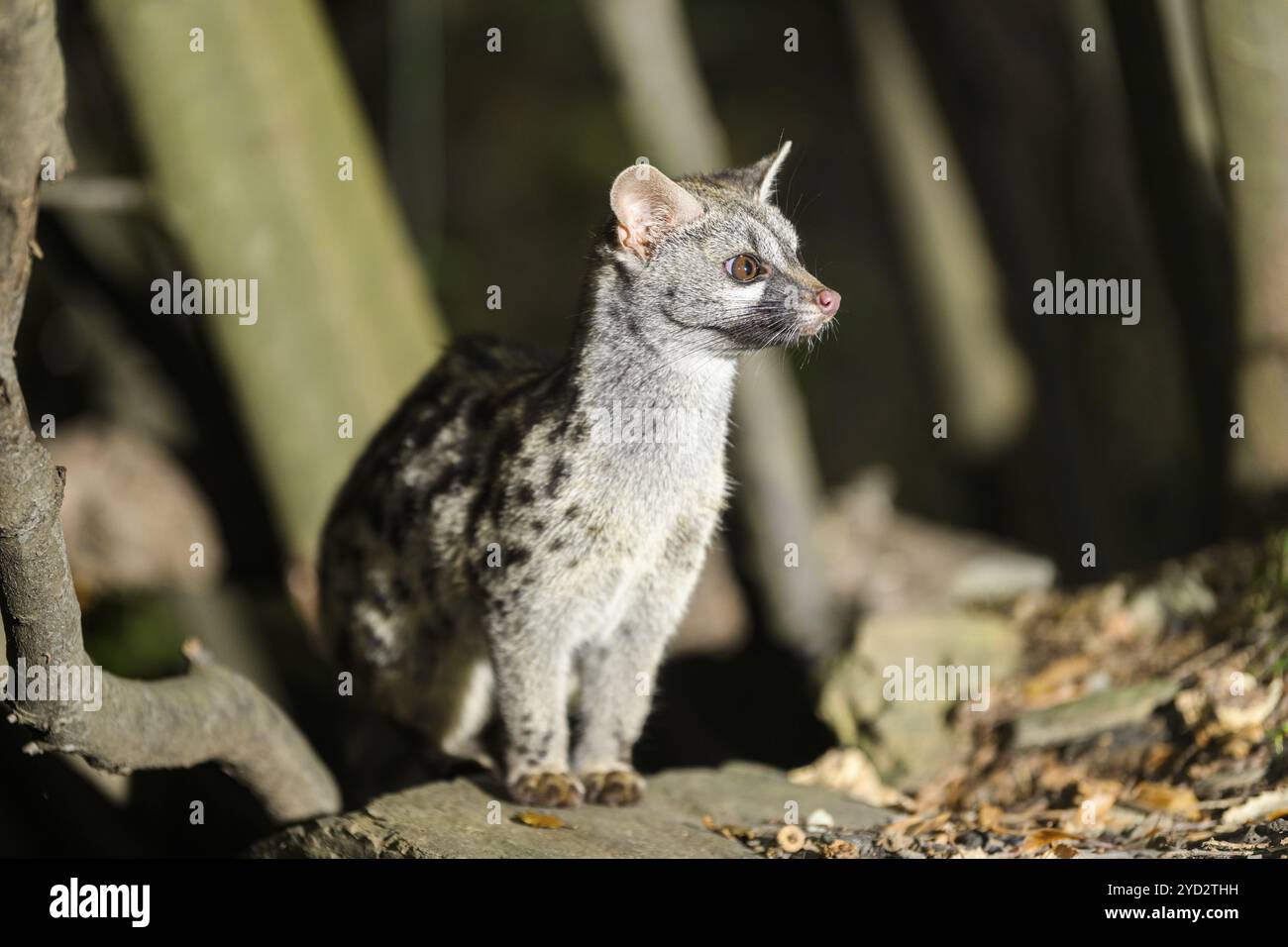 Common genet (Genetta genetta), wildlife in a forest, Montseny National ...