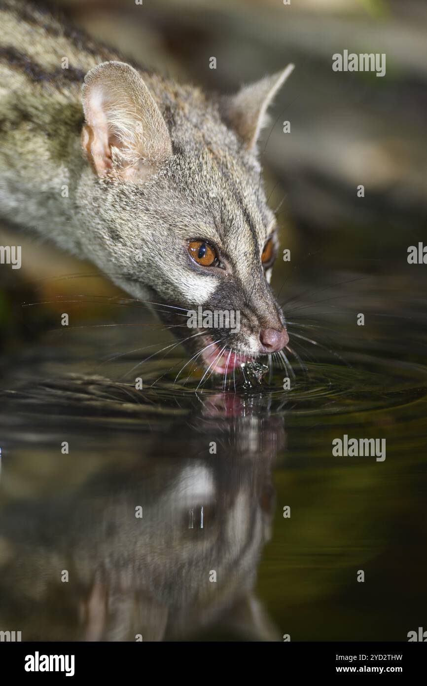 Common genet (Genetta genetta) drinking water at the shore of a lake ...
