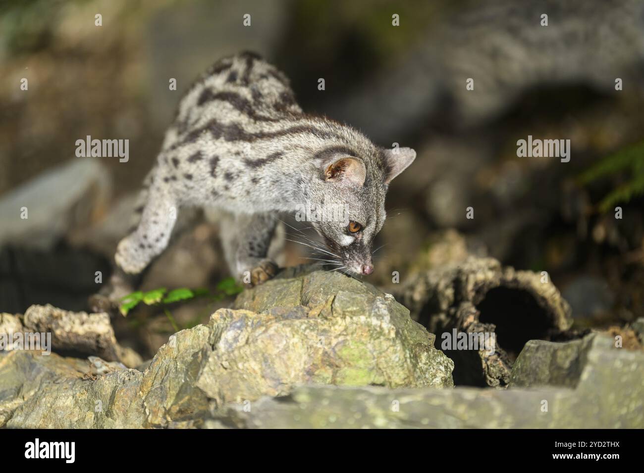 Common genet (Genetta genetta), wildlife in a forest, Montseny National ...