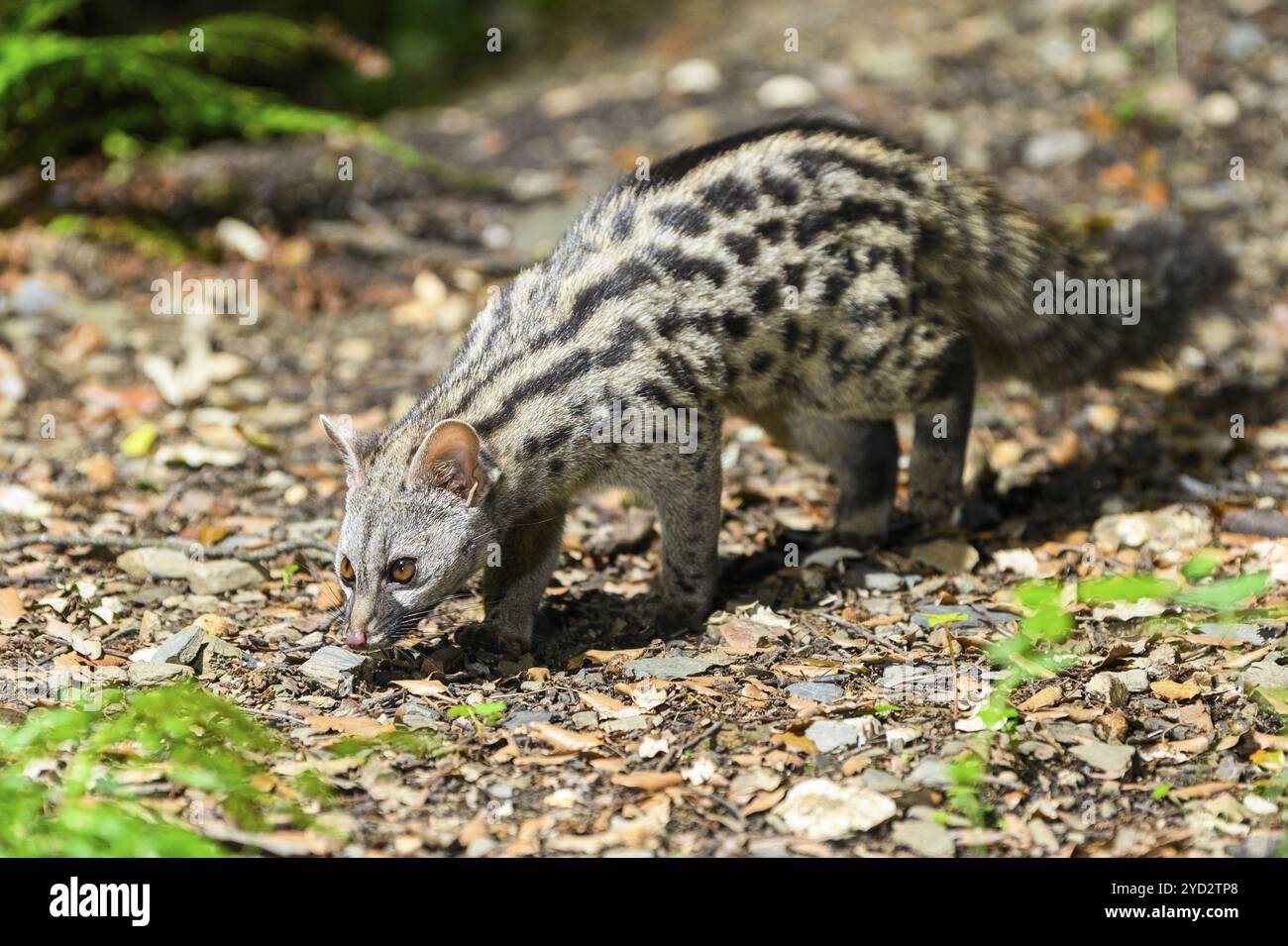 Common genet (Genetta genetta), wildlife in a forest, Montseny National ...