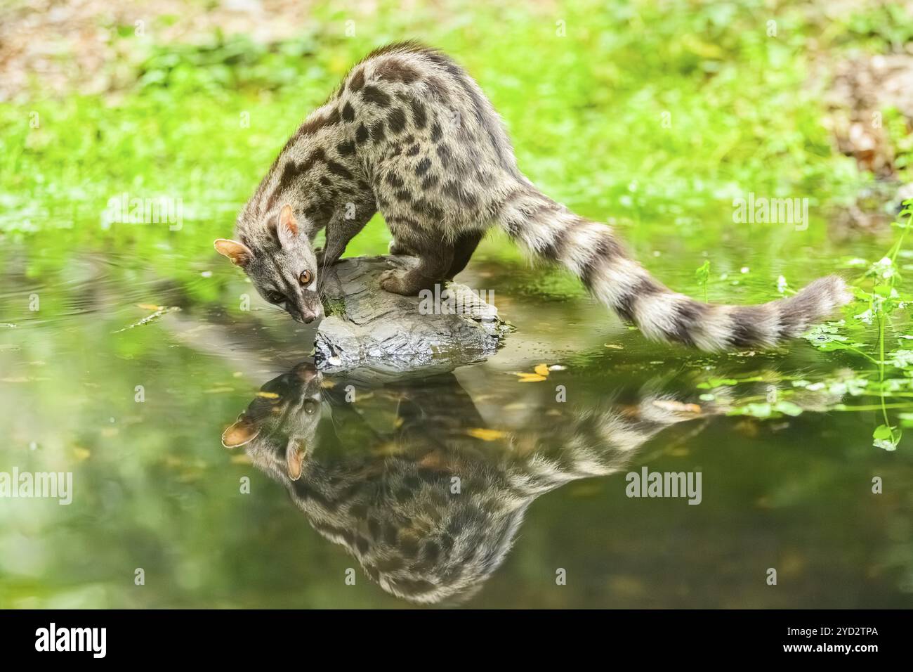 Common genet (Genetta genetta) at the shore of a lake, wildlife in a ...