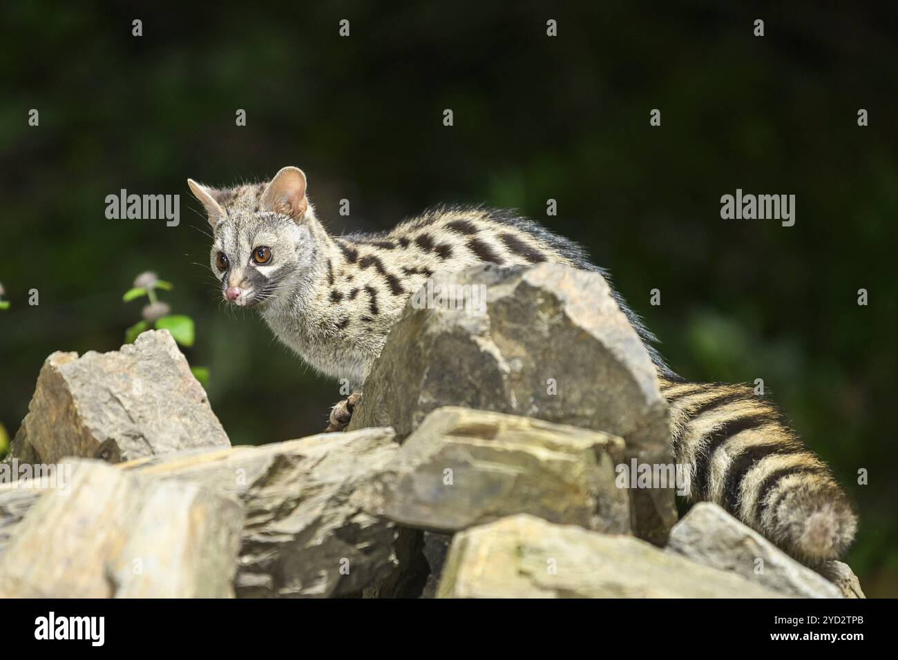 Common genet (Genetta genetta), wildlife in a forest, Montseny National ...