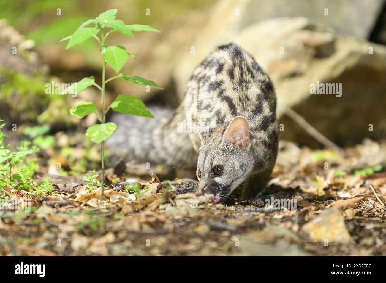 Common genet (Genetta genetta), wildlife in a forest, Montseny National ...