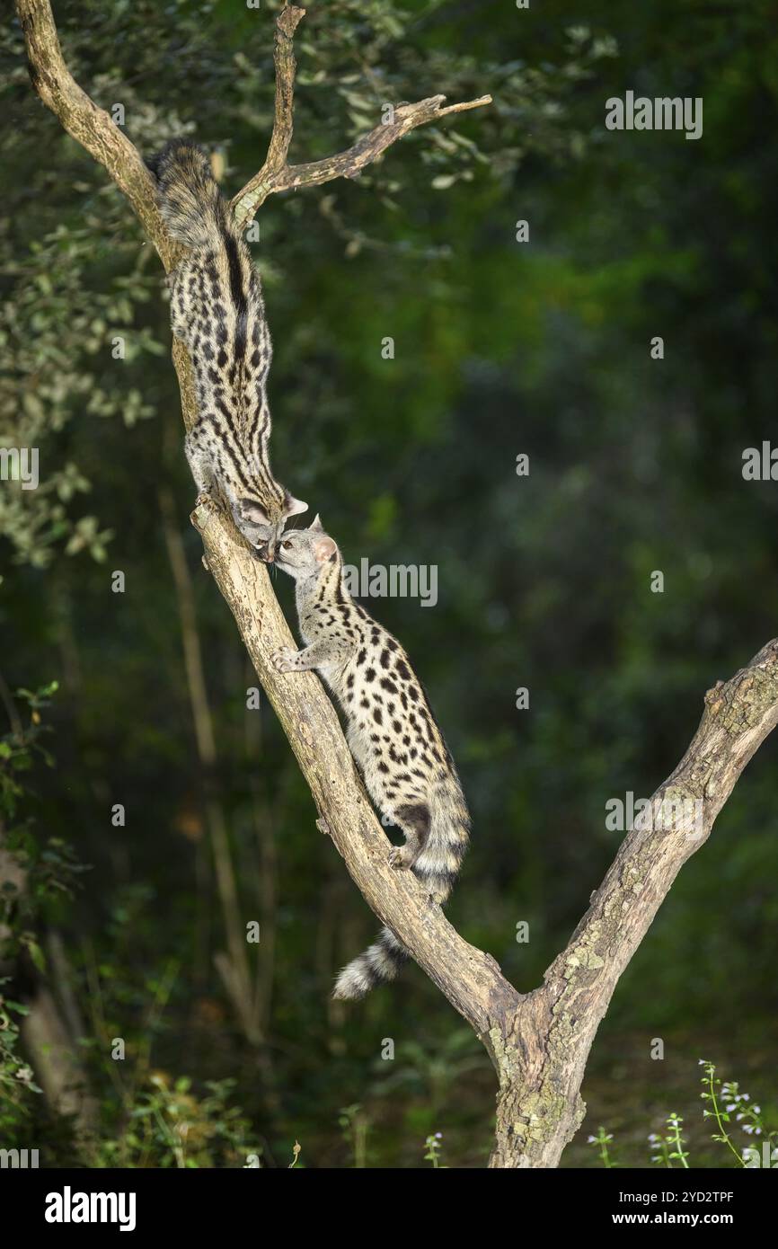 Common genet (Genetta genetta), climbing on a tree wildlife in a forest ...