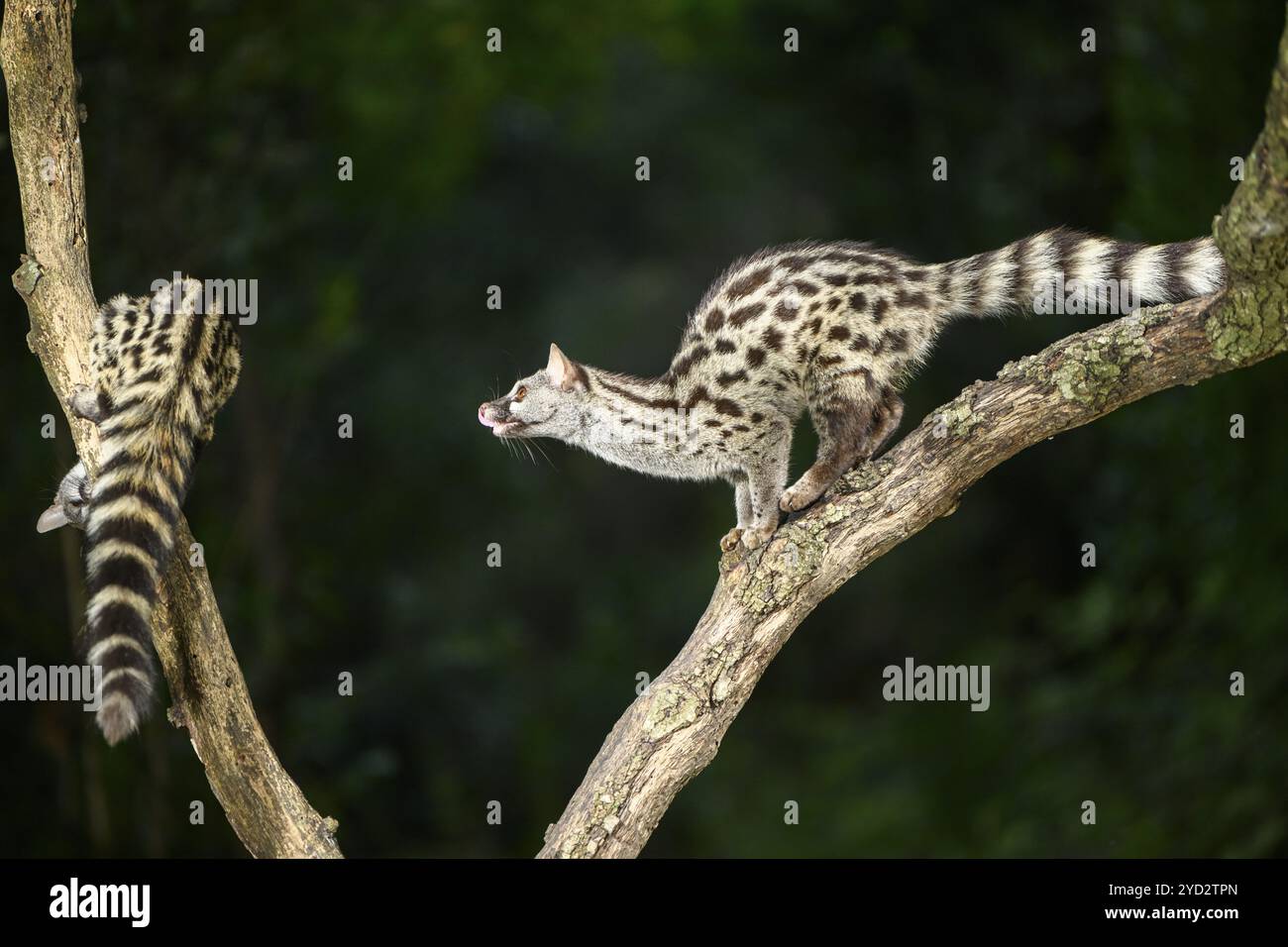 Common genet (Genetta genetta), climbing on a tree wildlife in a forest ...
