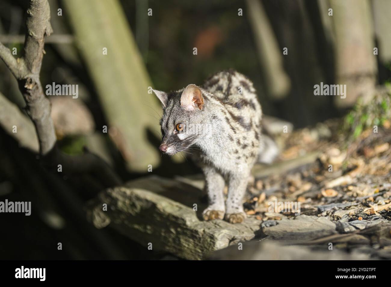 Common genet (Genetta genetta), wildlife in a forest, Montseny National ...