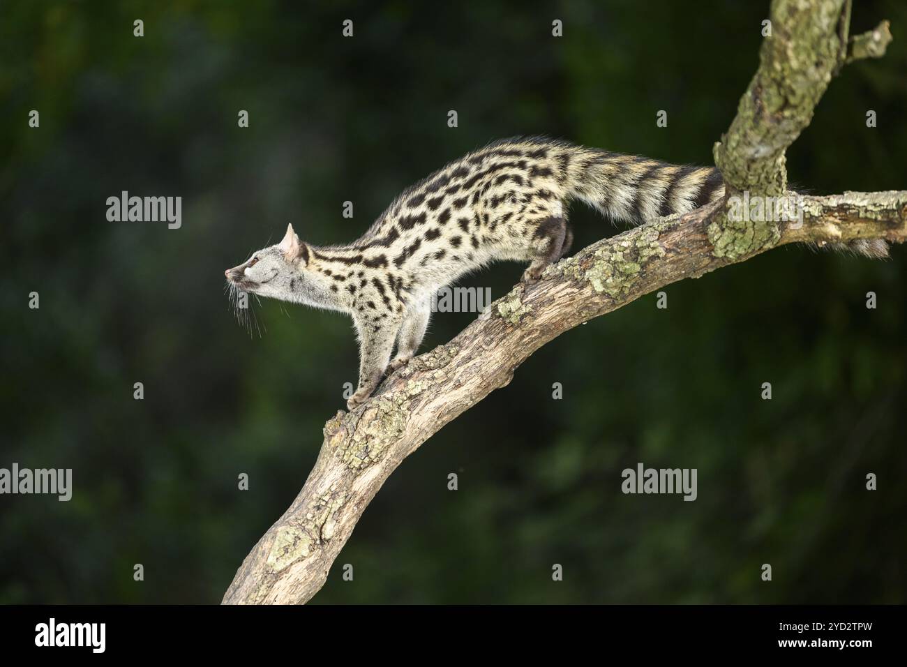 Common genet (Genetta genetta), climbing on a tree wildlife in a forest ...