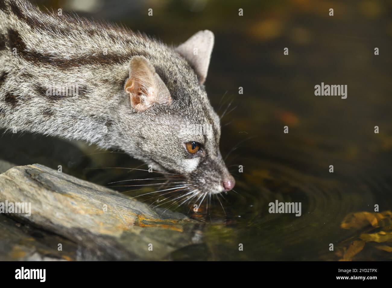 Common genet (Genetta genetta) drinking water at the shore of a lake ...