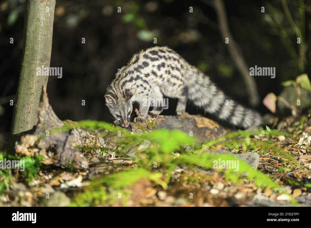 Common genet (Genetta genetta), wildlife in a forest, Montseny National ...