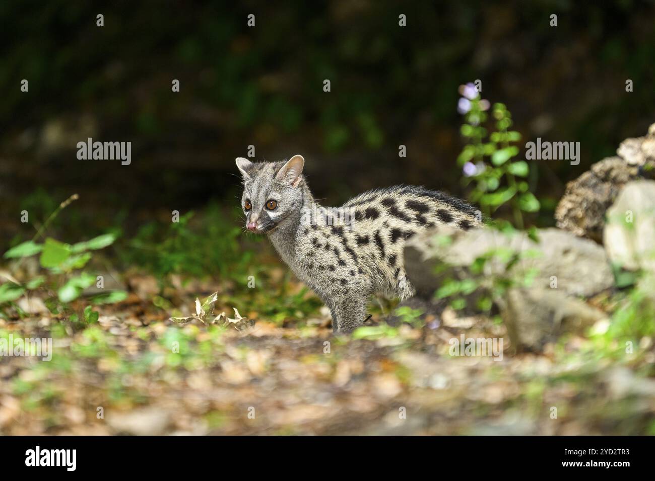 Common genet (Genetta genetta), wildlife in a forest, Montseny National ...