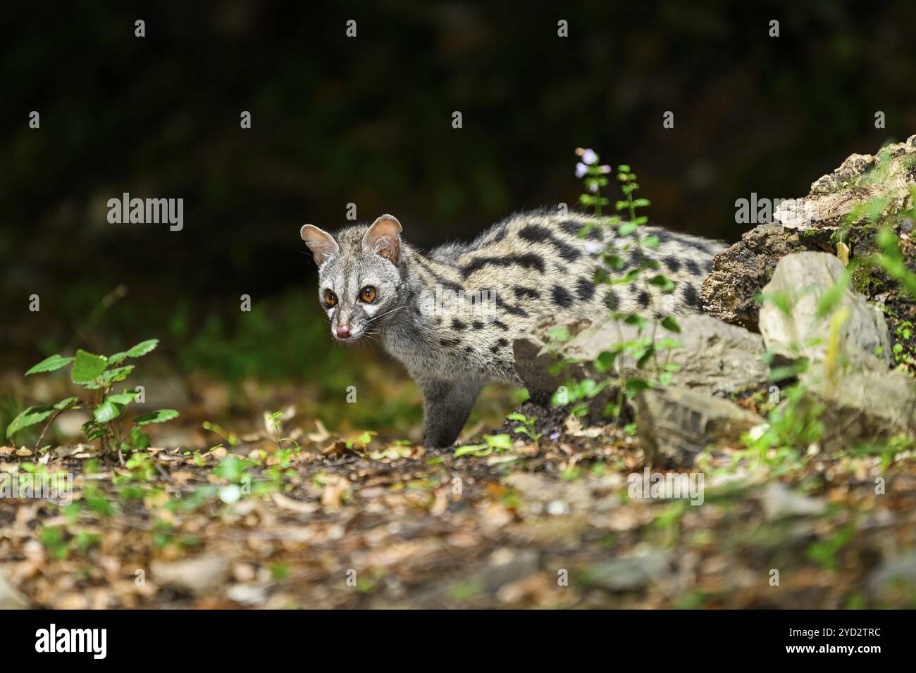 Common genet (Genetta genetta), wildlife in a forest, Montseny National ...