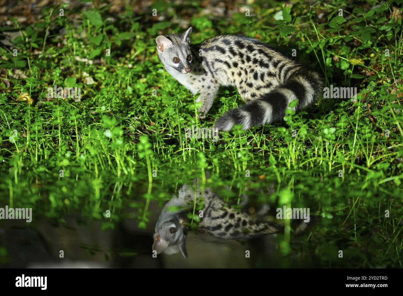 Young Common genet (Genetta genetta) at the shore of a lake, wildlife ...