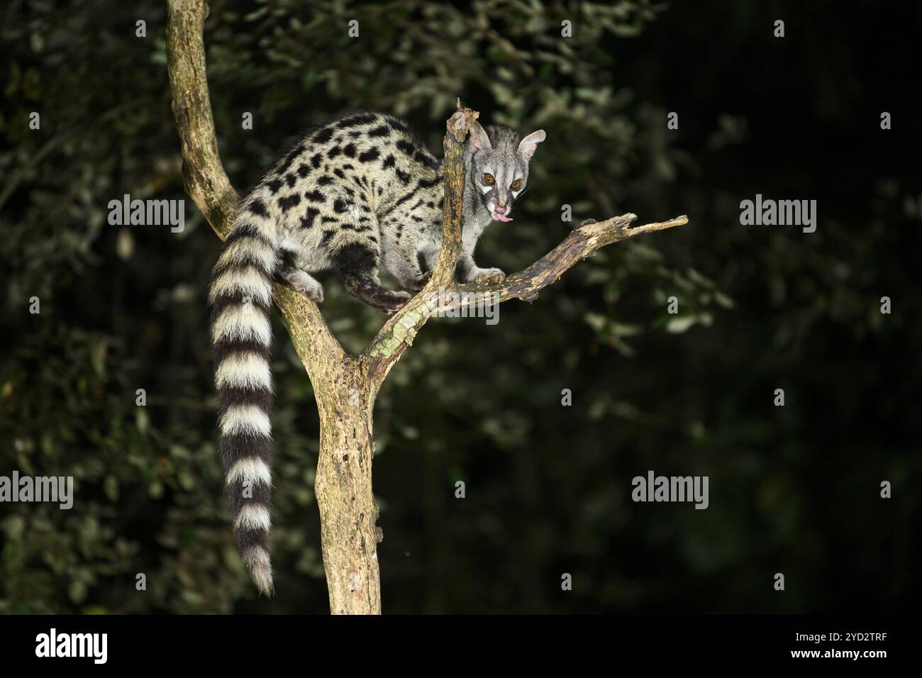 Common genet (Genetta genetta), climbing on a tree wildlife in a forest ...
