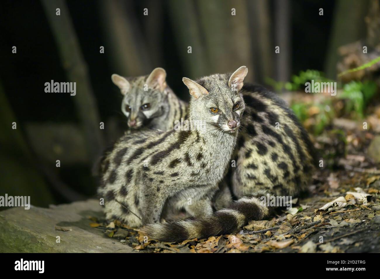 Two Common genets (Genetta genetta), cuddling wildlife in a forest, Montseny National Park ...