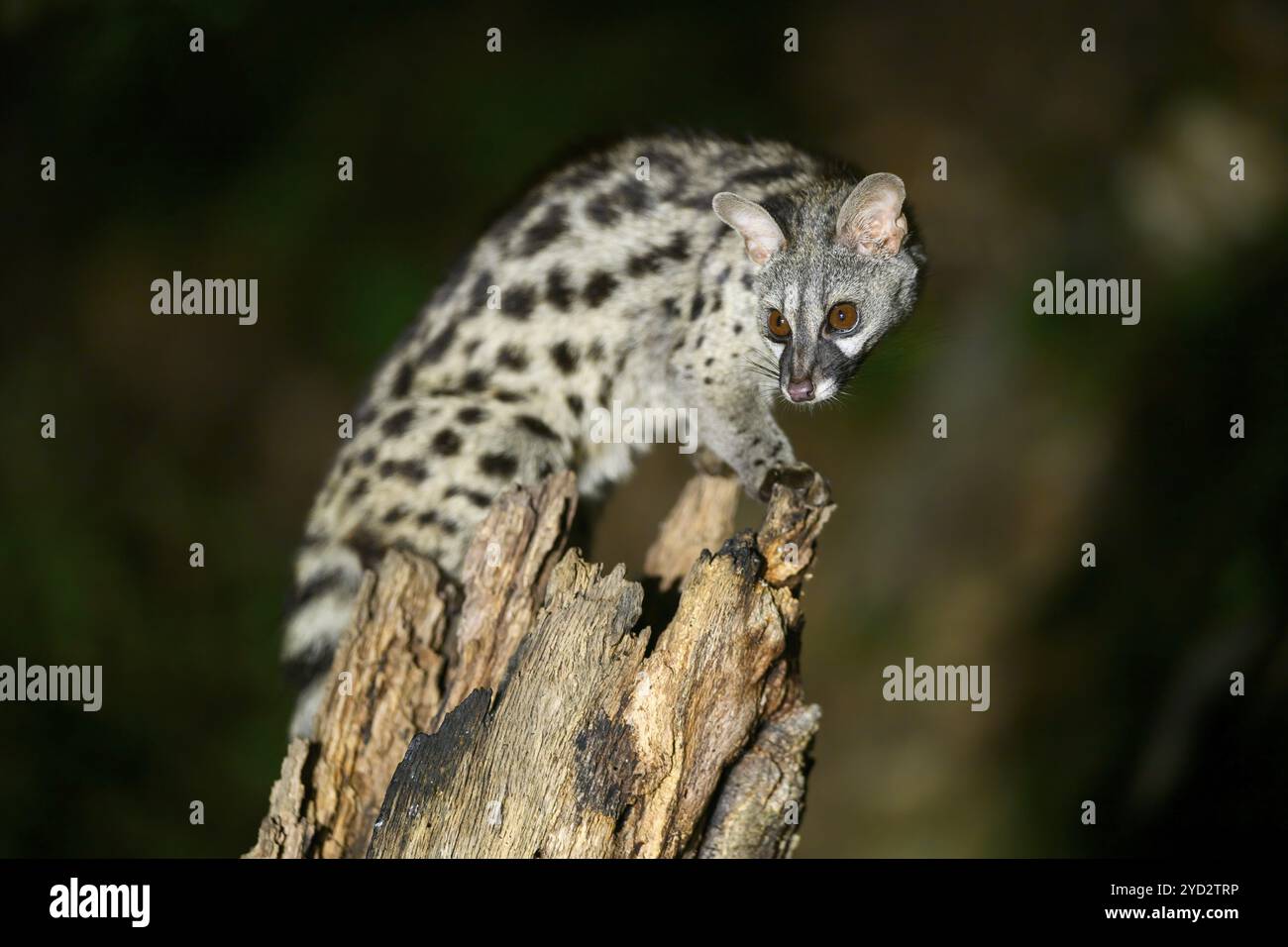 Common genet (Genetta genetta), climbing on a tree wildlife in a forest ...