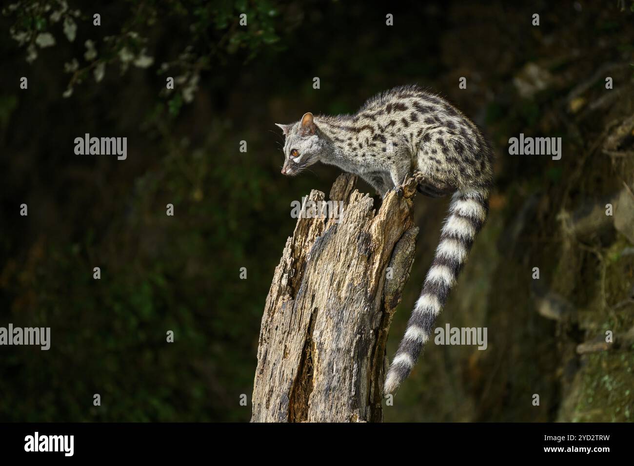 Common genet (Genetta genetta), climbing on a tree wildlife in a forest ...