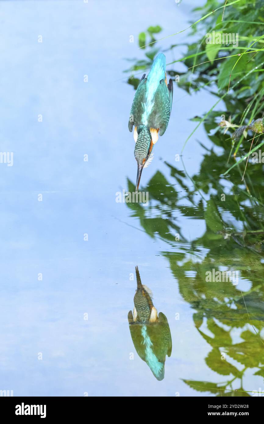 Common kingfisher (Alcedo atthis) diving into the water to hunt fish ...
