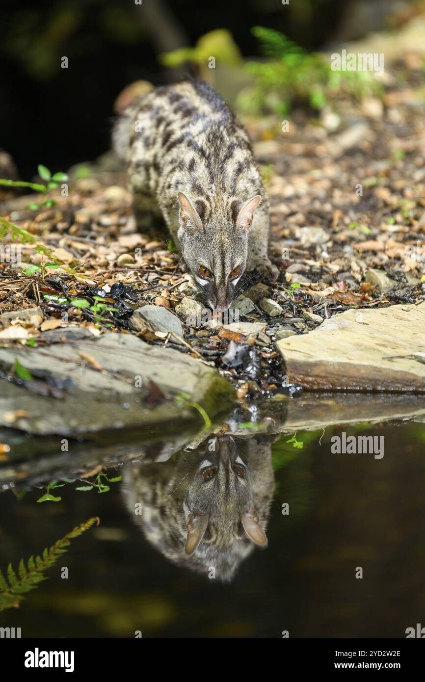 Common genet (Genetta genetta) at the shore of a lake, wildlife in a ...
