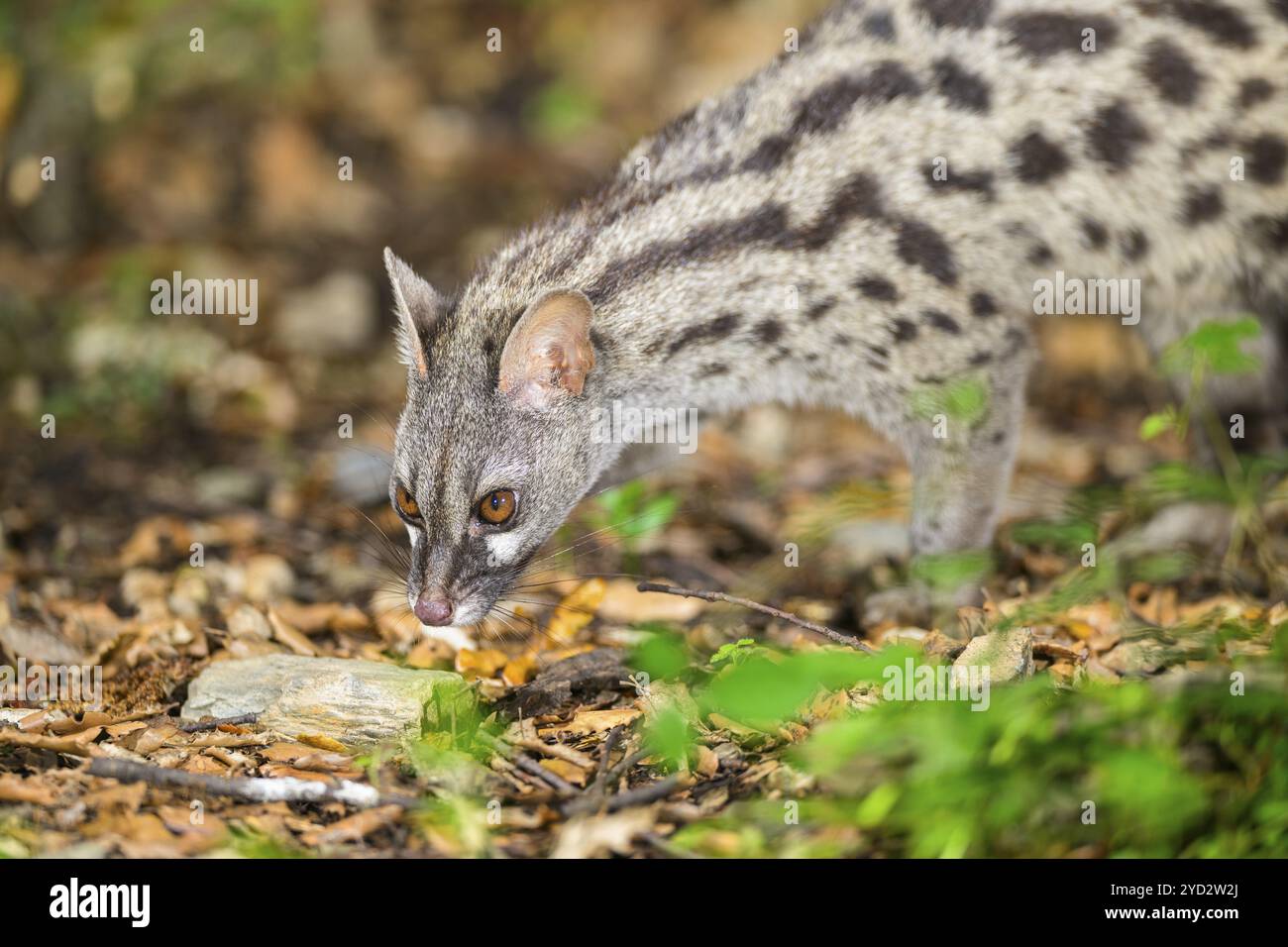Common genet (Genetta genetta), wildlife in a forest, Montseny National ...