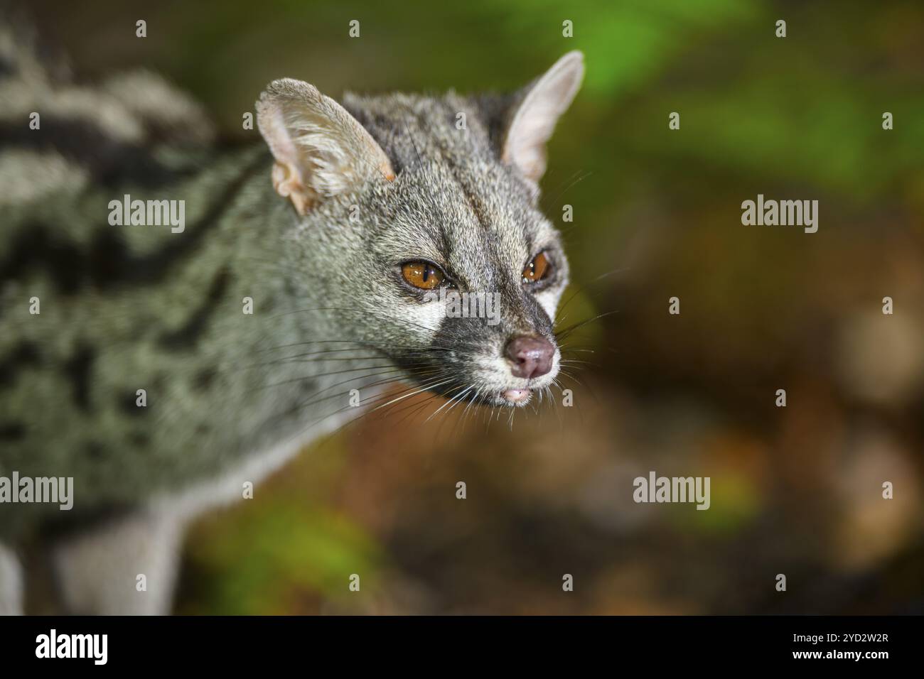 Common genet (Genetta genetta), wildlife in a forest, Montseny National ...