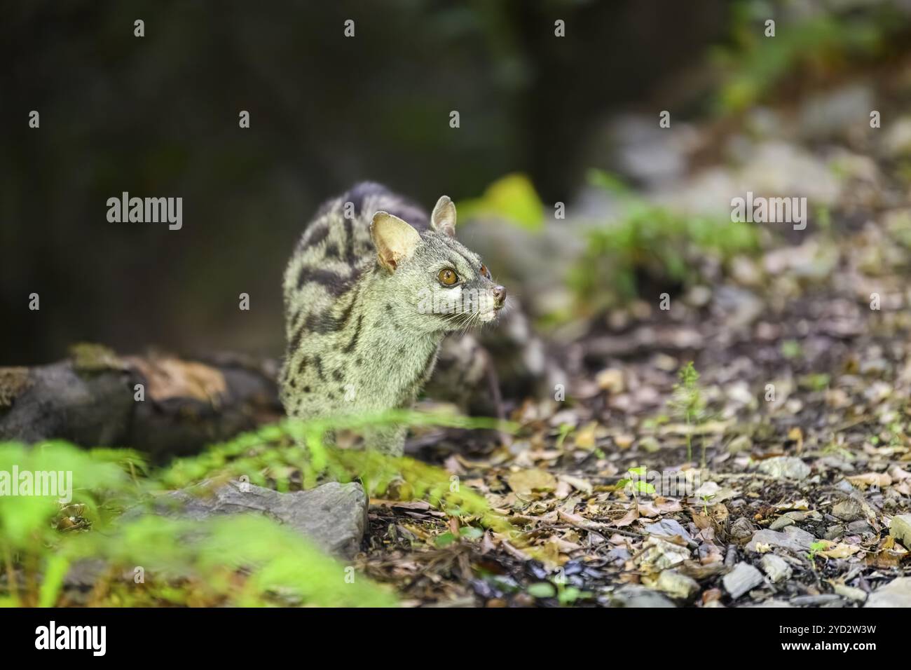 Common genet (Genetta genetta), wildlife in a forest, Montseny National ...