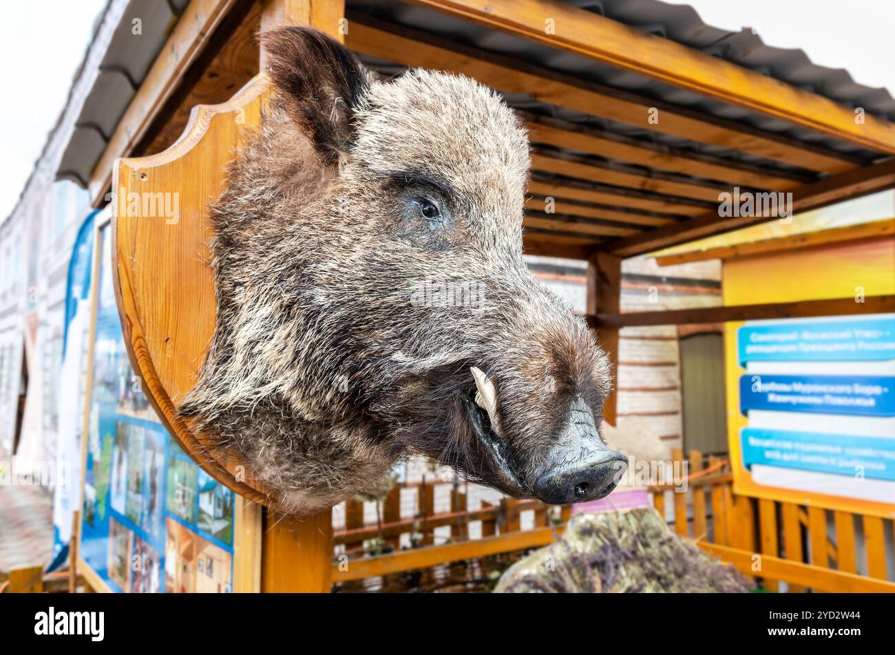 Wild boar animal head with big tusks on wood shield Stock Photo - Alamy