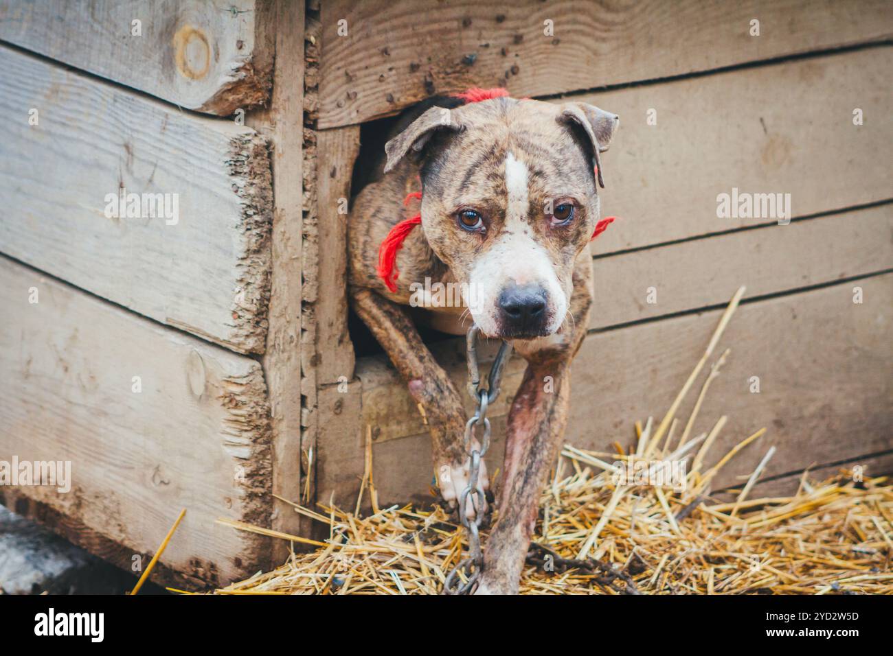 Brindle fighting dog hi-res stock photography and images - Alamy