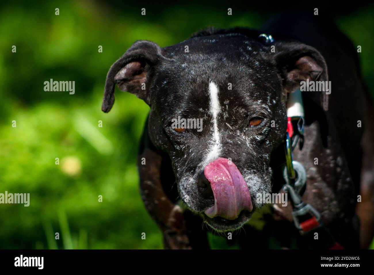 Fighting dog hi-res stock photography and images - Alamy