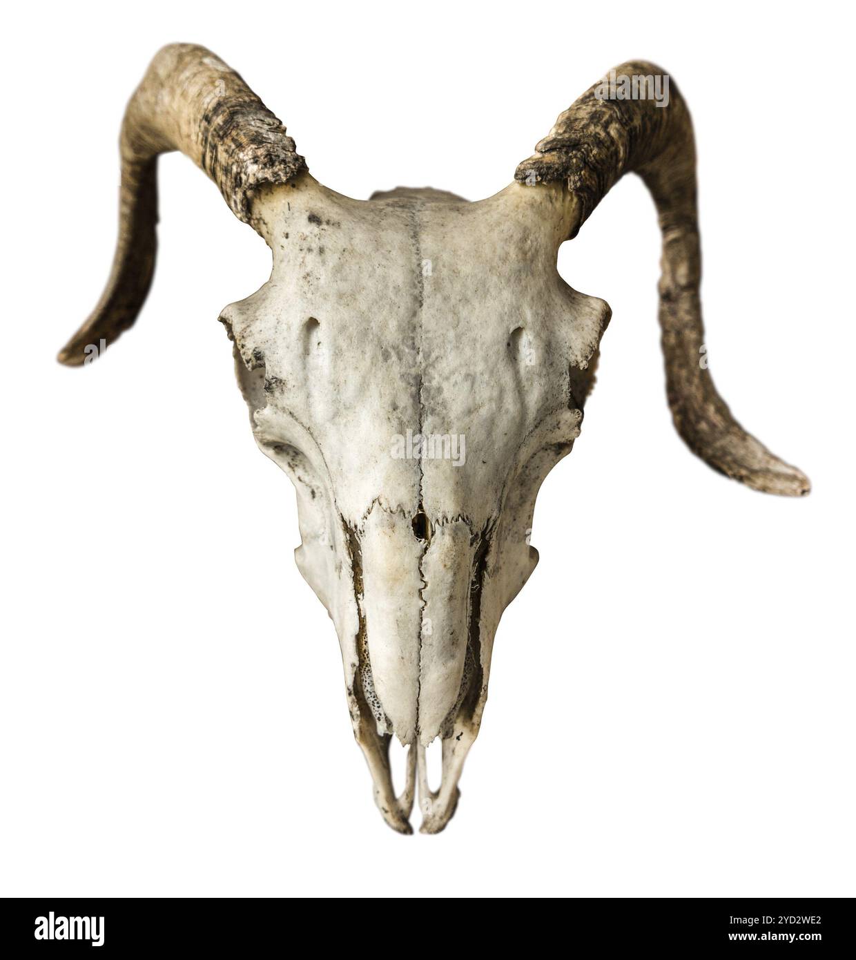 Sheep skull cut out hi-res stock photography and images - Alamy