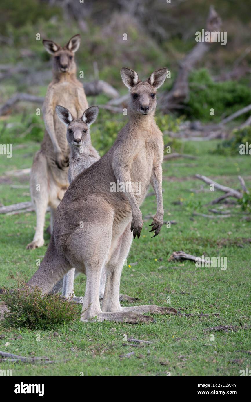 Three kangaroos in Australian bush land Stock Photo - Alamy