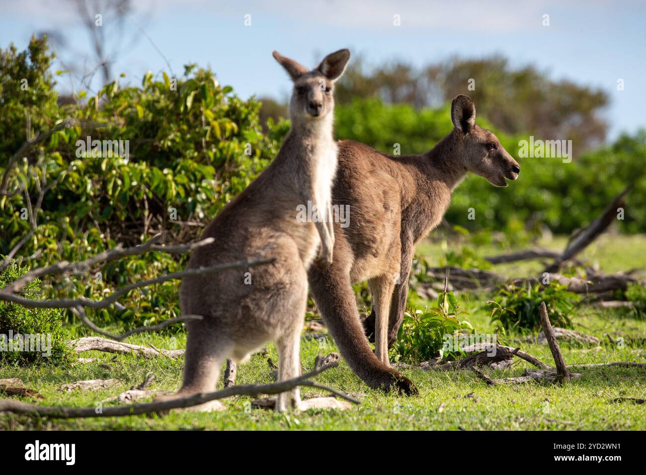 Two kangaroos in a bush land setting Stock Photo - Alamy