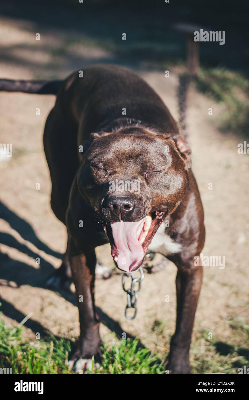 Chained pit bull hi-res stock photography and images - Alamy