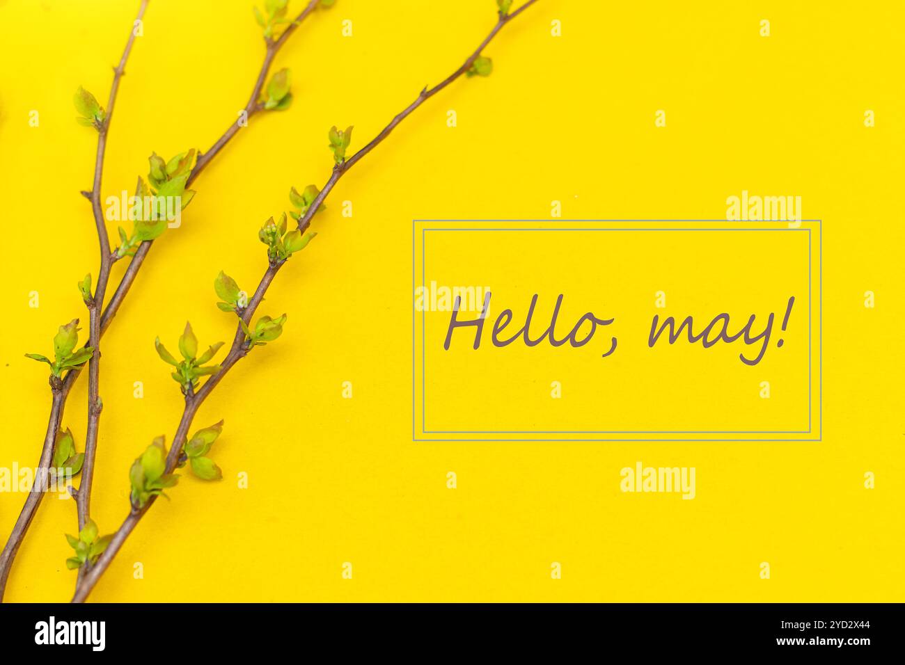 Hello, may May banner with place for text. Layout Branch of a bush ...