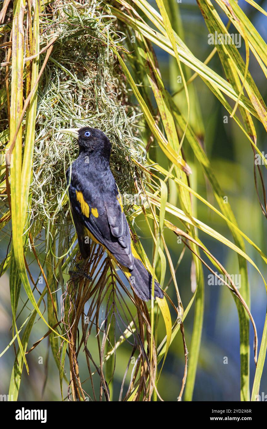 Yellow-rumped cacique (Cacicus cela) Pantanal Brazil Stock Photo - Alamy