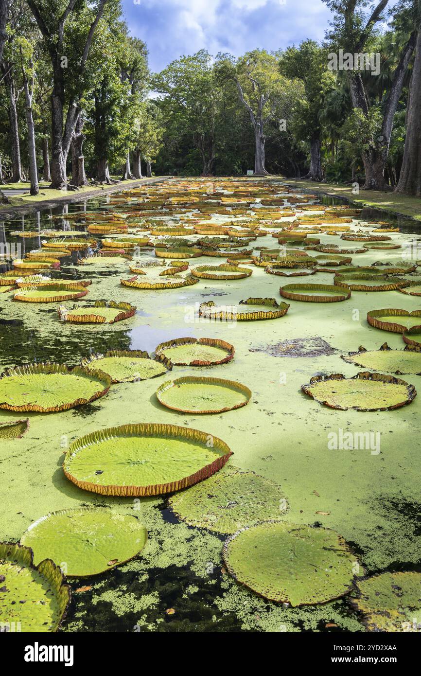Pond, giant water lilies, Victoria, Victoria plant (Nymphaeaceae), Sir ...