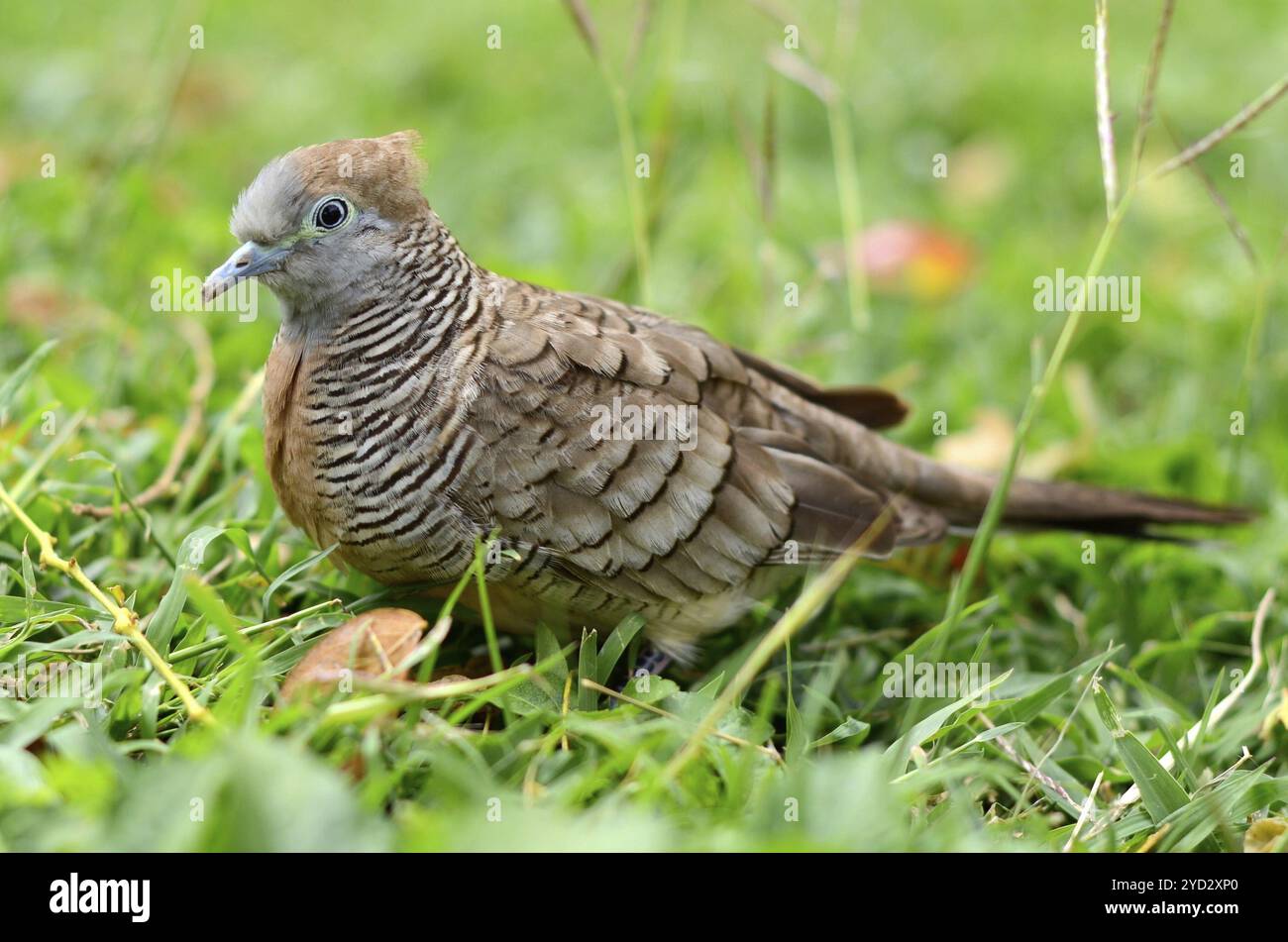 Portrait Of A Zebra Dove, Or Barred Ground Dove (Geopelia Striata), On ...