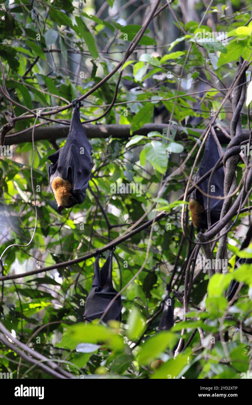 Rainforest canopy bats hi-res stock photography and images - Alamy