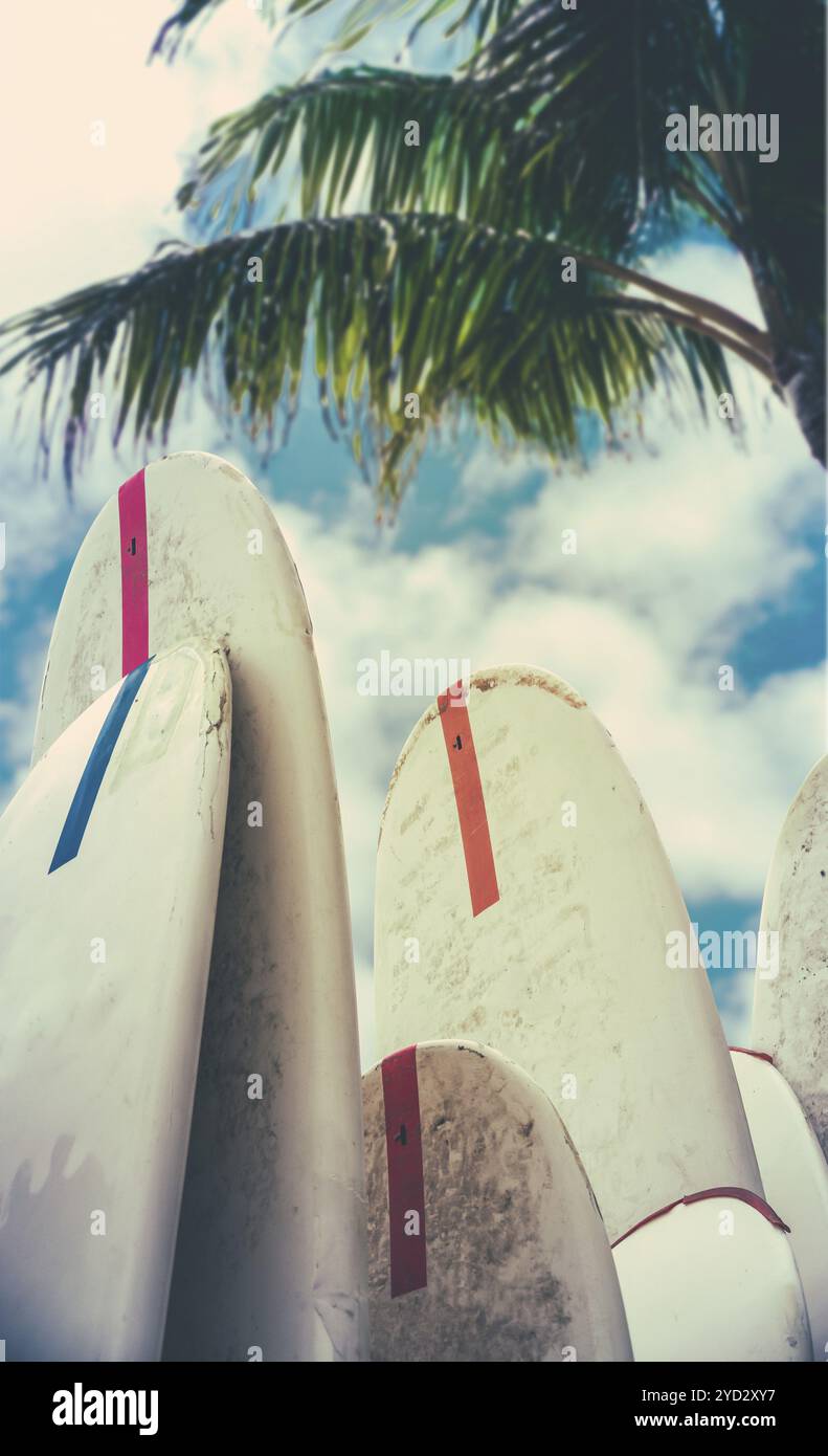 Surfboards In The Shade Of A Palm Tree On Waikiki Beach, Hawaii Stock ...