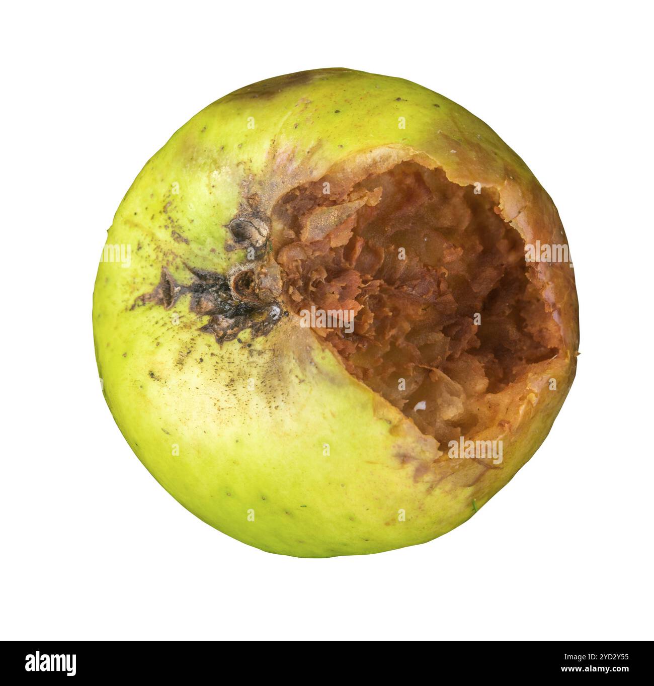 An Isolated Rotten Green Apple Stock Photo - Alamy