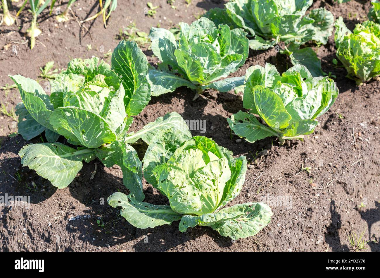 Cabbage leaves eaten by pests, parasite spoils the harvest Stock Photo ...