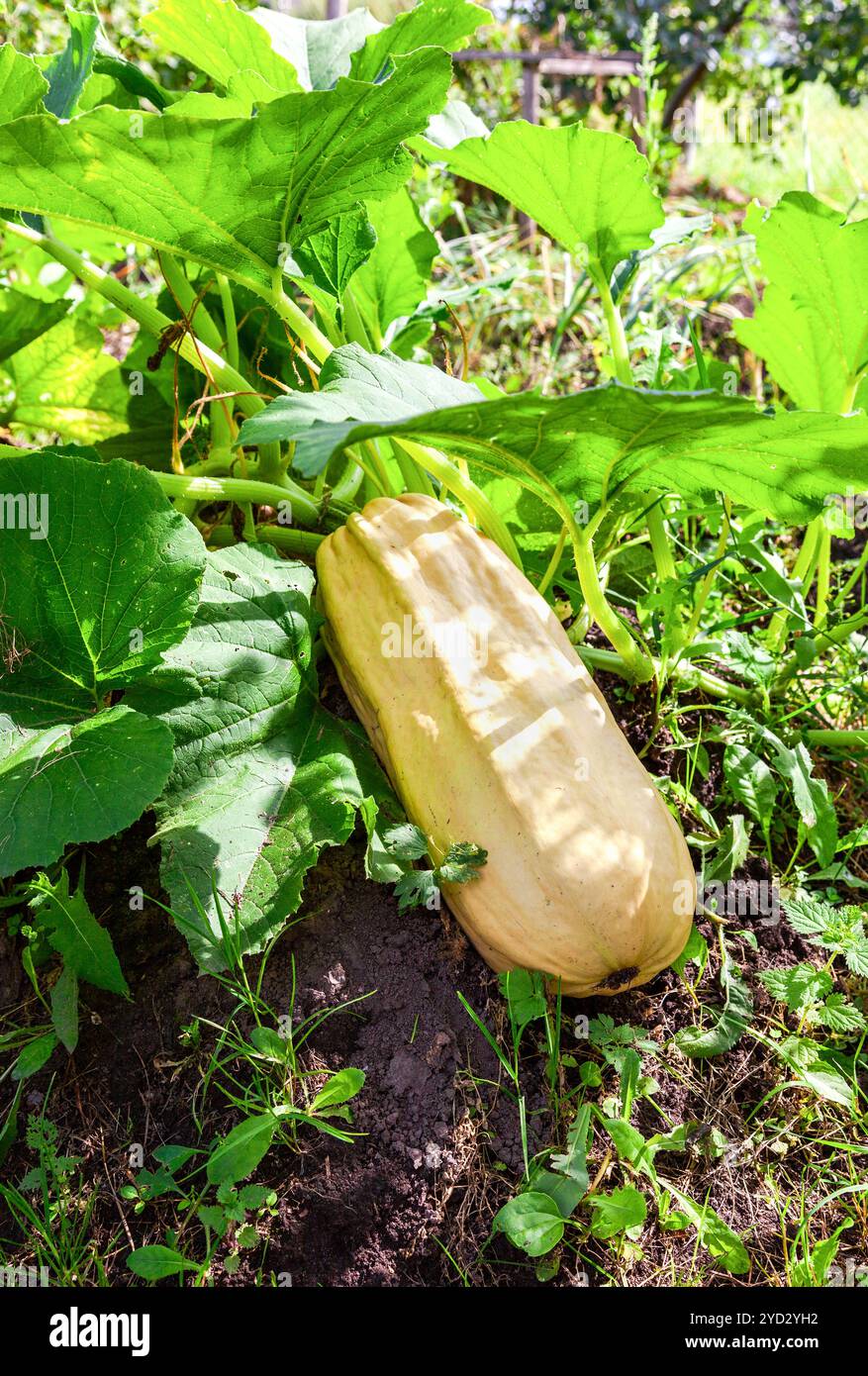 Zucchini with large leaves growing in the vegetable garden Stock Photo ...