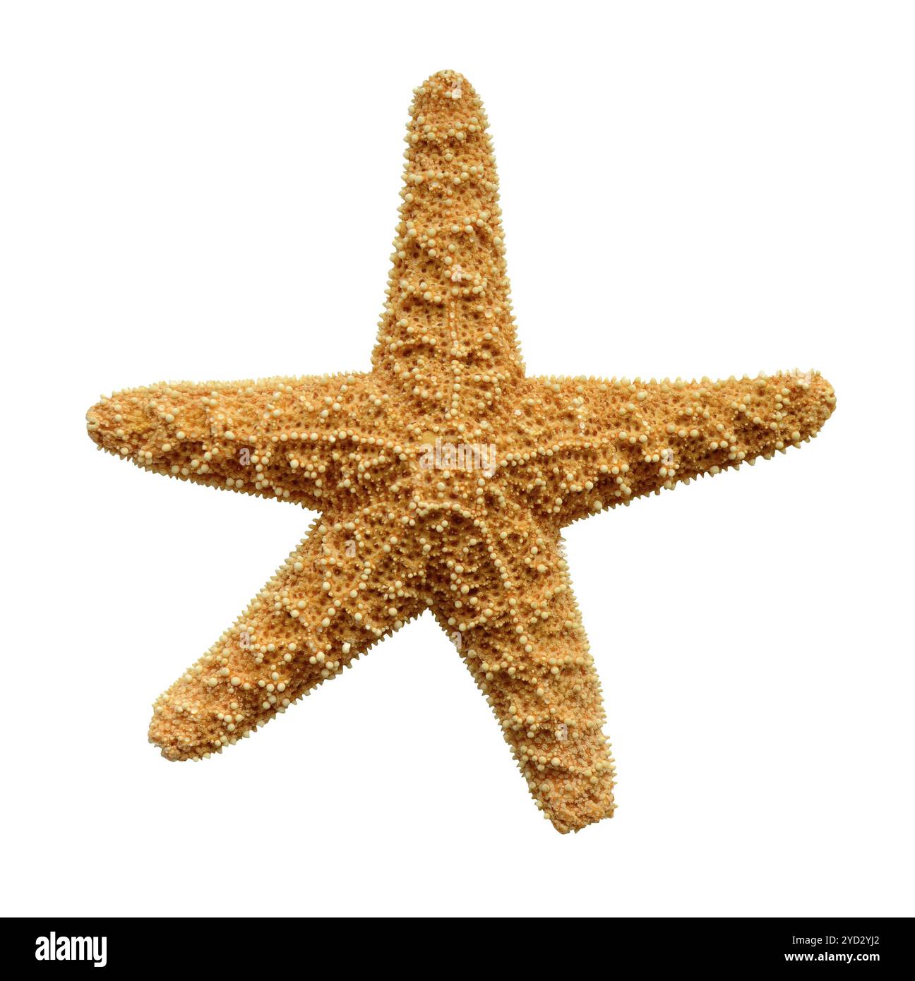 Starfish in water Cut Out Stock Images & Pictures - Alamy