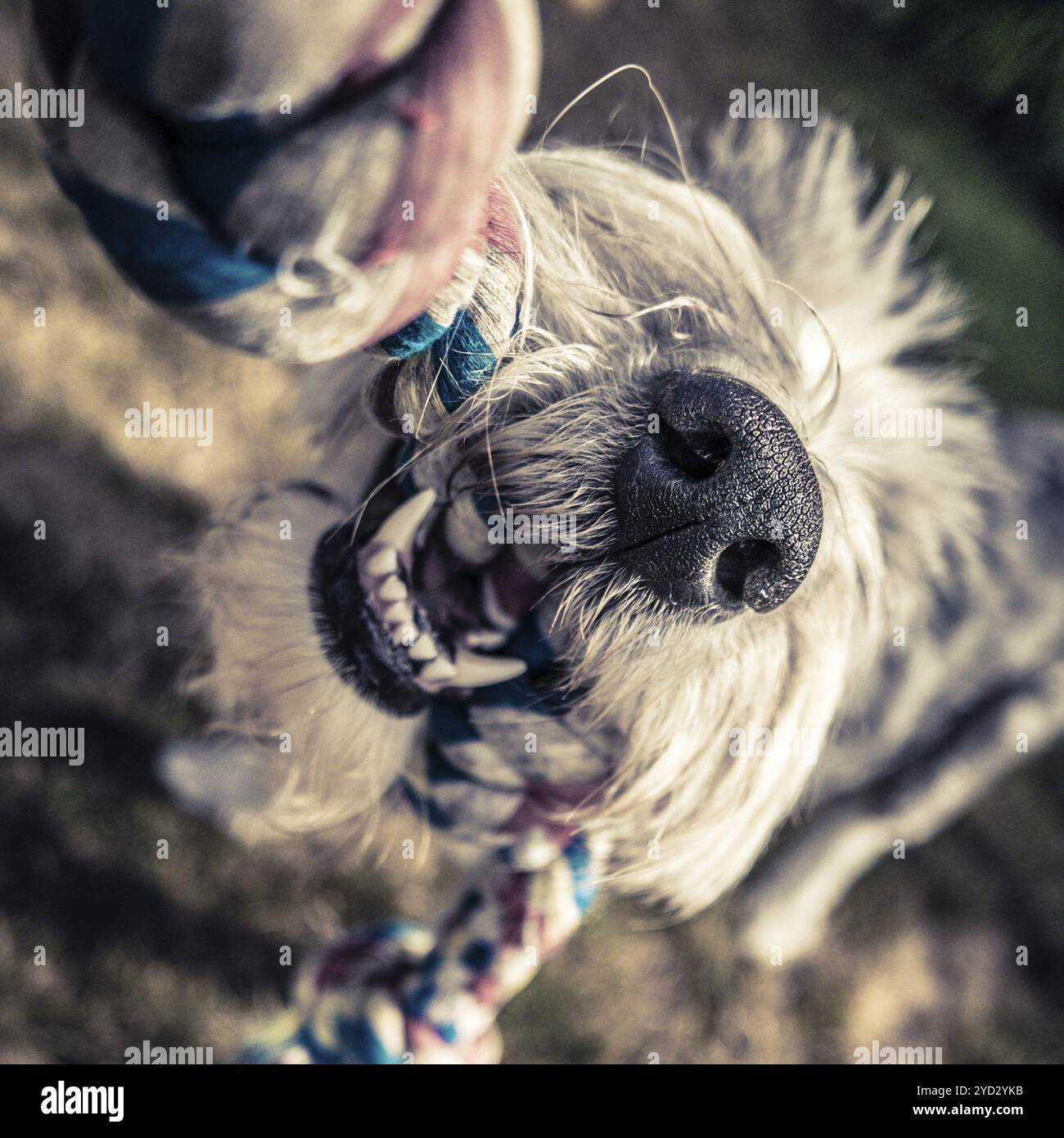 Closeup Of Teeth And Nose Of An Old English Sheepdog Playing Tug-Of-War ...