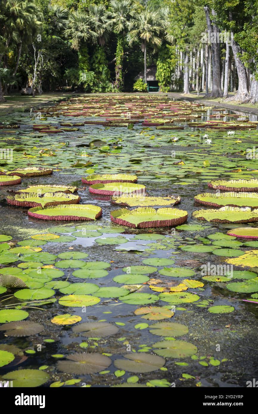 Pond, giant water lilies, Victoria, Victoria plant (Nymphaeaceae), Sir ...