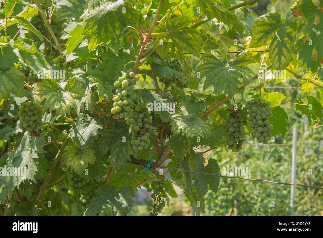 Grape trees and vines and bushes with green grape leaves and branches ...