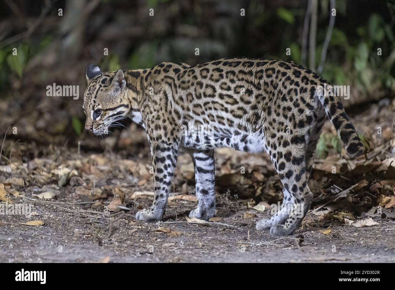 Ocelot (Leopardus pardalis), at night, looking down, Pantanal, inland, wetland, UNESCO Biosphere ...