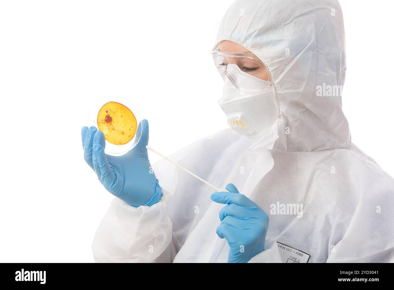 Laboratory scientist cultivating virus or bacteria on Petri dish. She ...