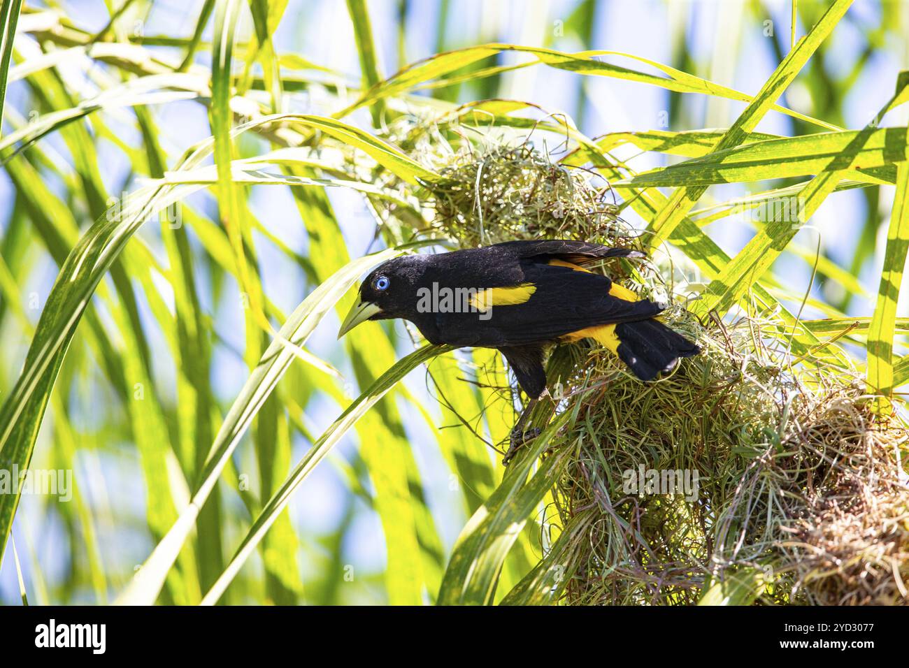 Yellow-rumped cacique (Cacicus cela) Pantanal Brazil Stock Photo - Alamy